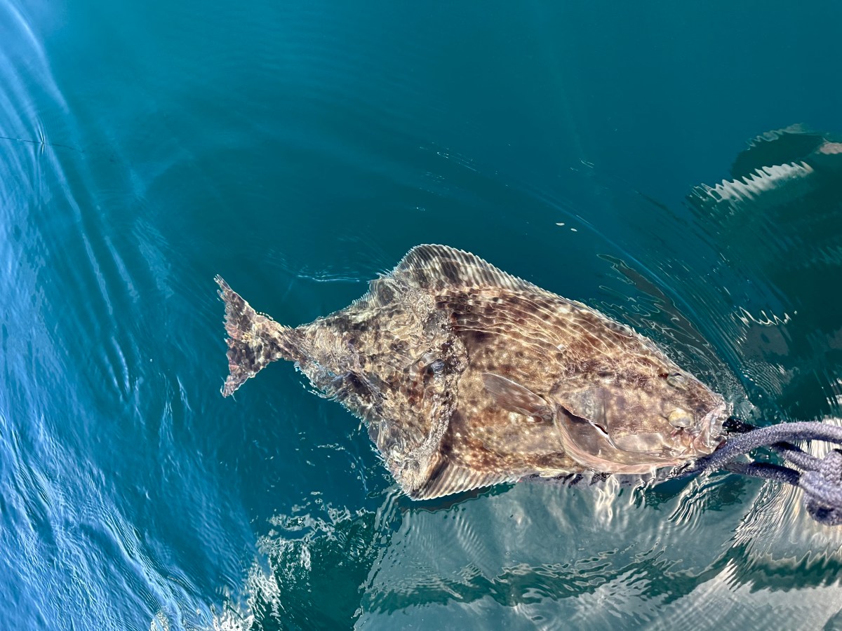 Why are the halibut so small this year? | SquidPro Tackle's Halibut ...